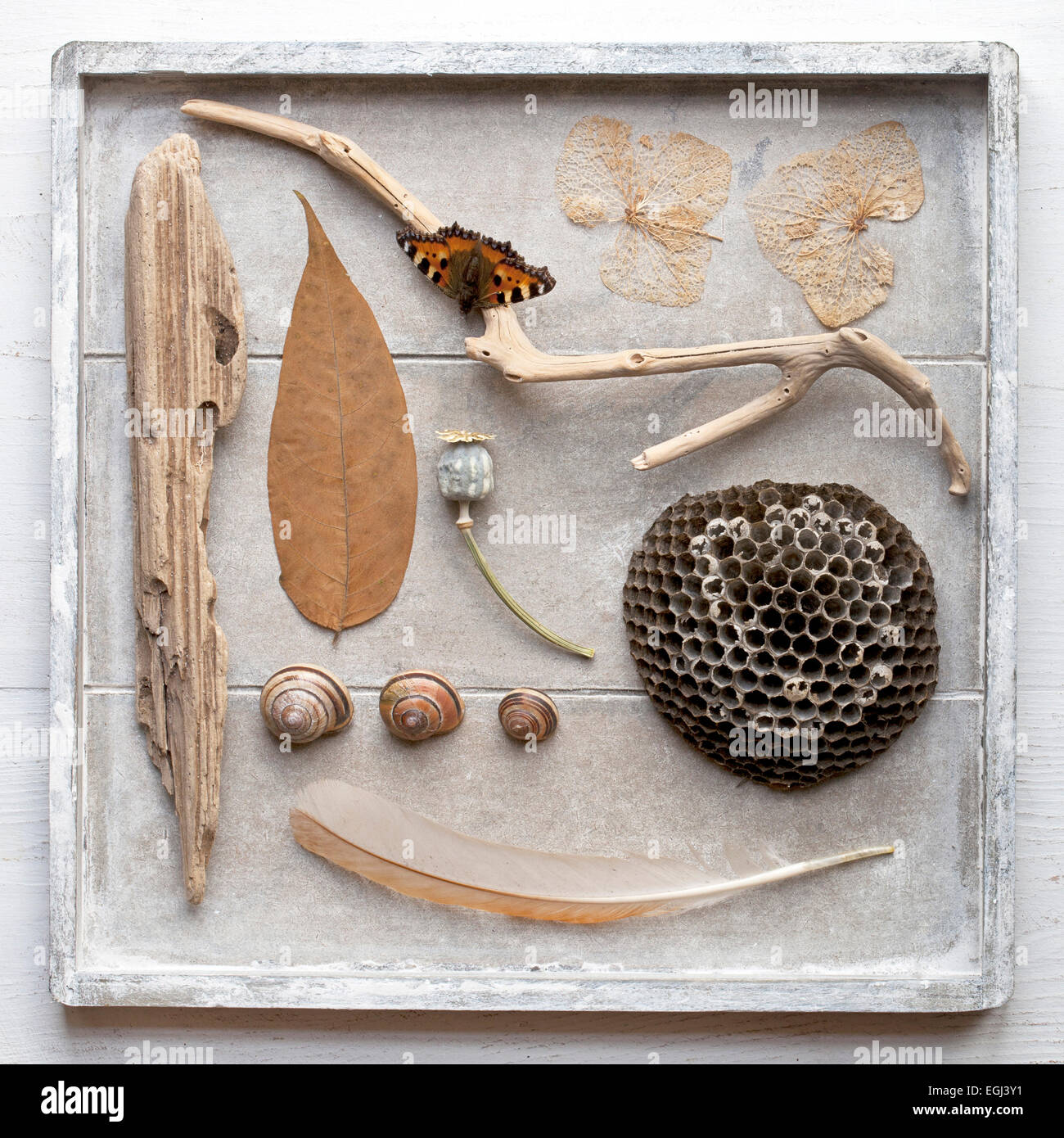 Still life, frame, collection, natural materials Stock Photo - Alamy