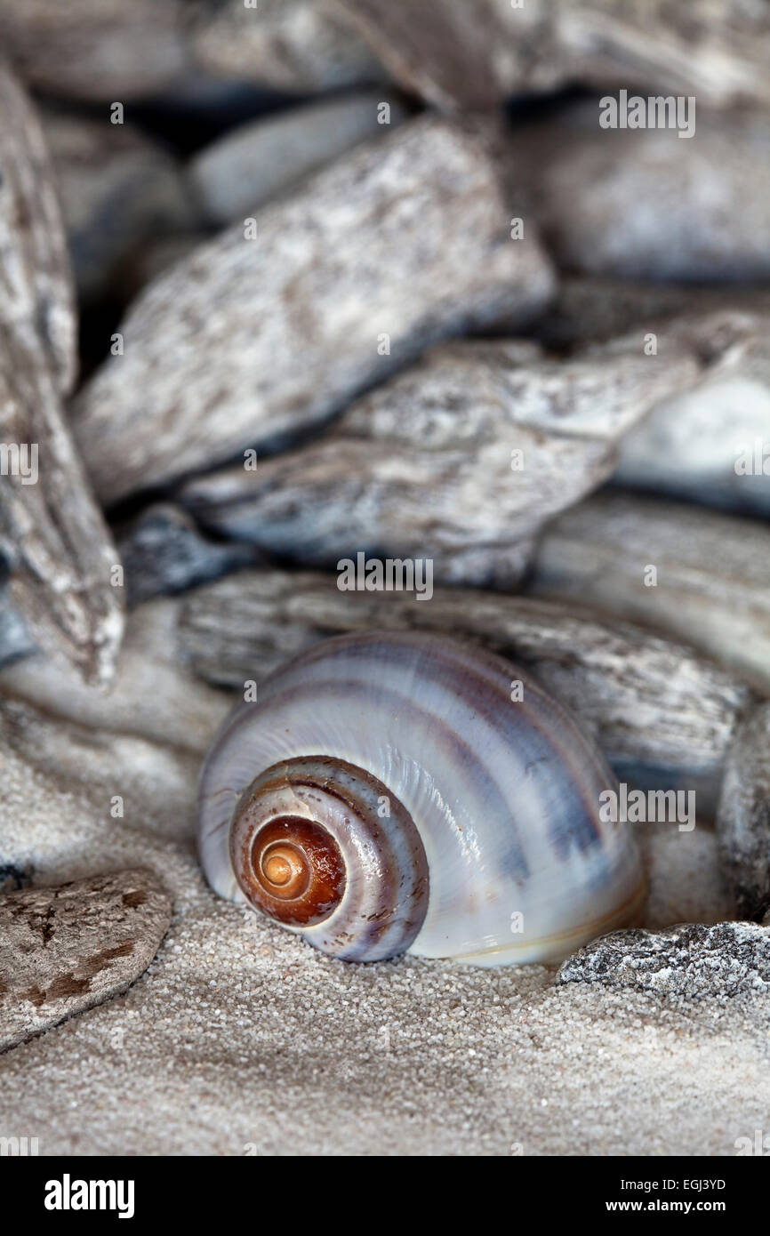 snail shell, sand, driftwood Stock Photo - Alamy