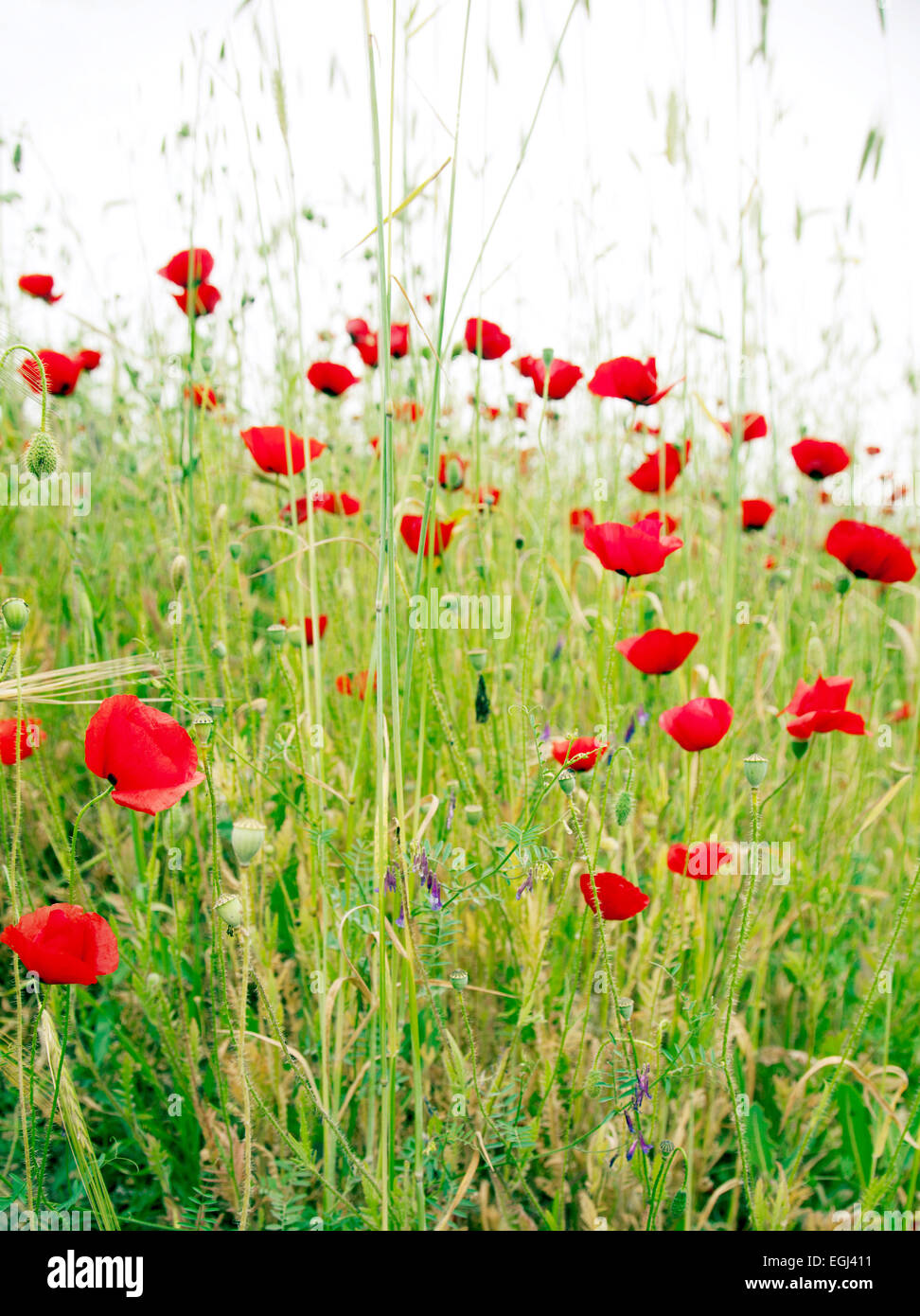 Turkey, flower field, grass, poppy Stock Photo - Alamy