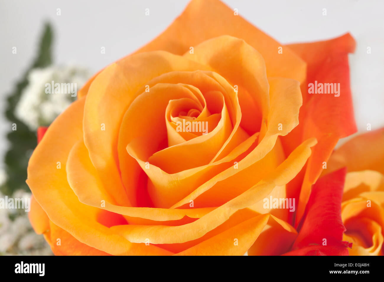 Single stem yellow rose orange hi-res stock photography and images - Alamy