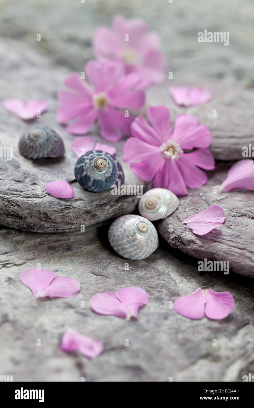 Pink blossoms, stone, snail shell Stock Photo - Alamy