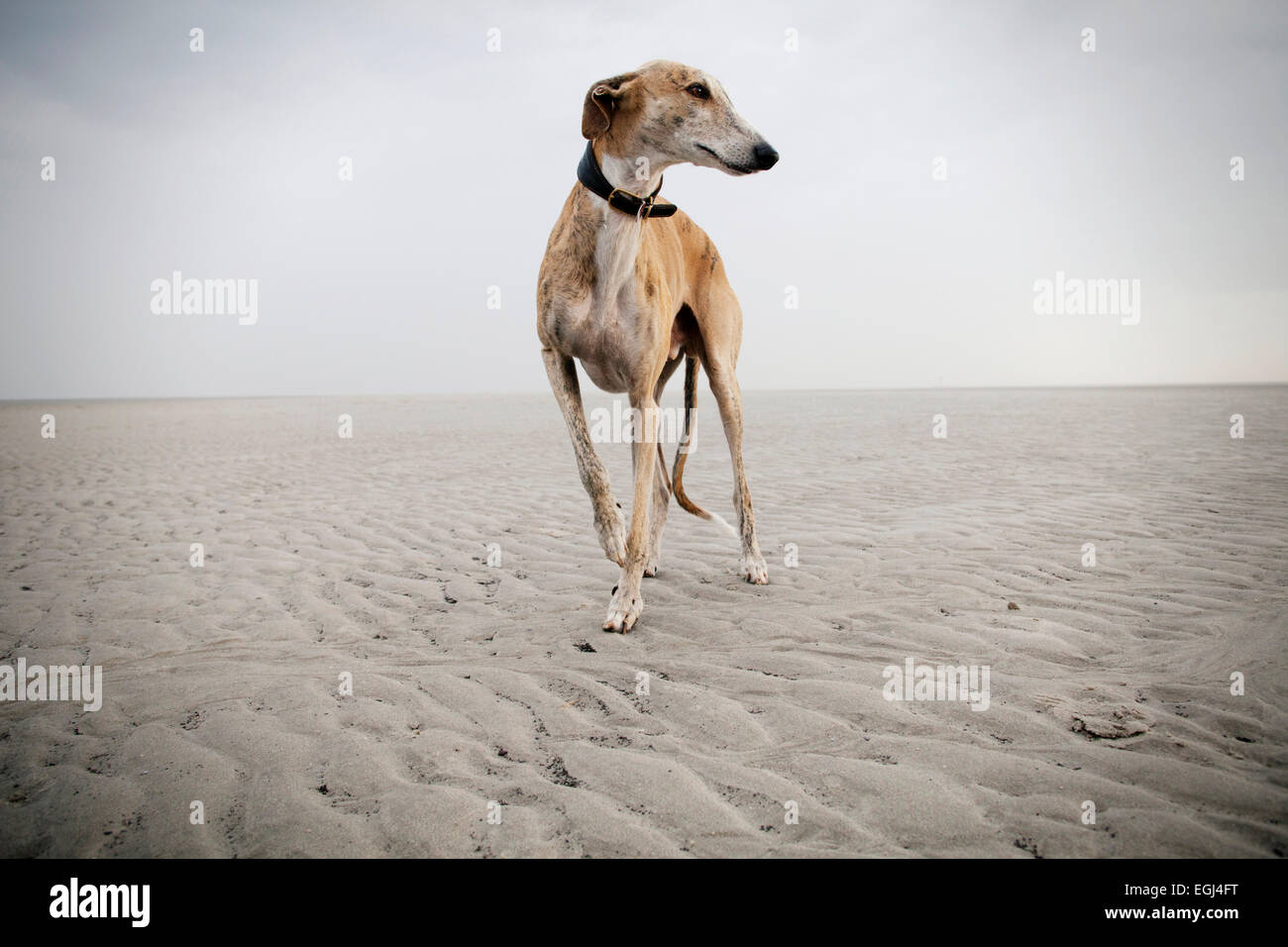 Greyhound on the beach Stock Photo - Alamy