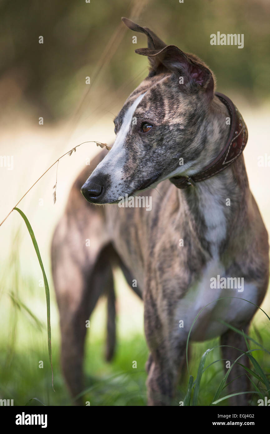 Brindle whippet hi-res stock photography and images - Alamy
