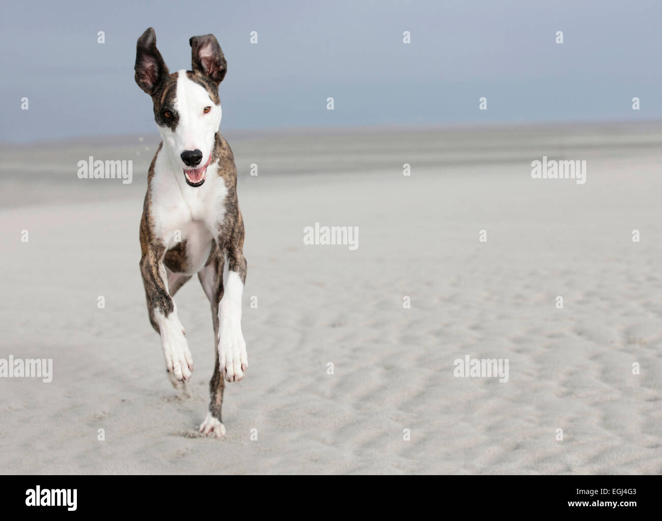 Greyhound running beach hi-res stock photography and images - Alamy