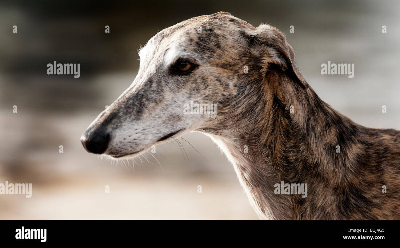 Brindle greyhound hi-res stock photography and images - Alamy