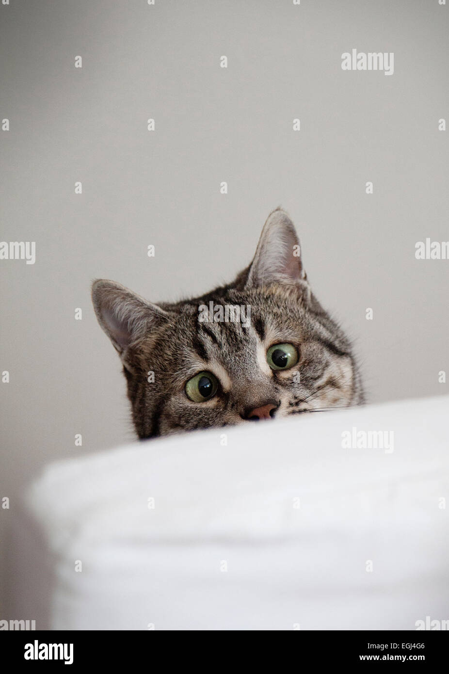 Chair behind cat hi-res stock photography and images - Alamy