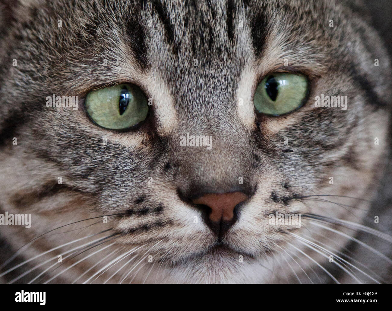 Strabismus Stock Photos & Strabismus Stock Images - Alamy