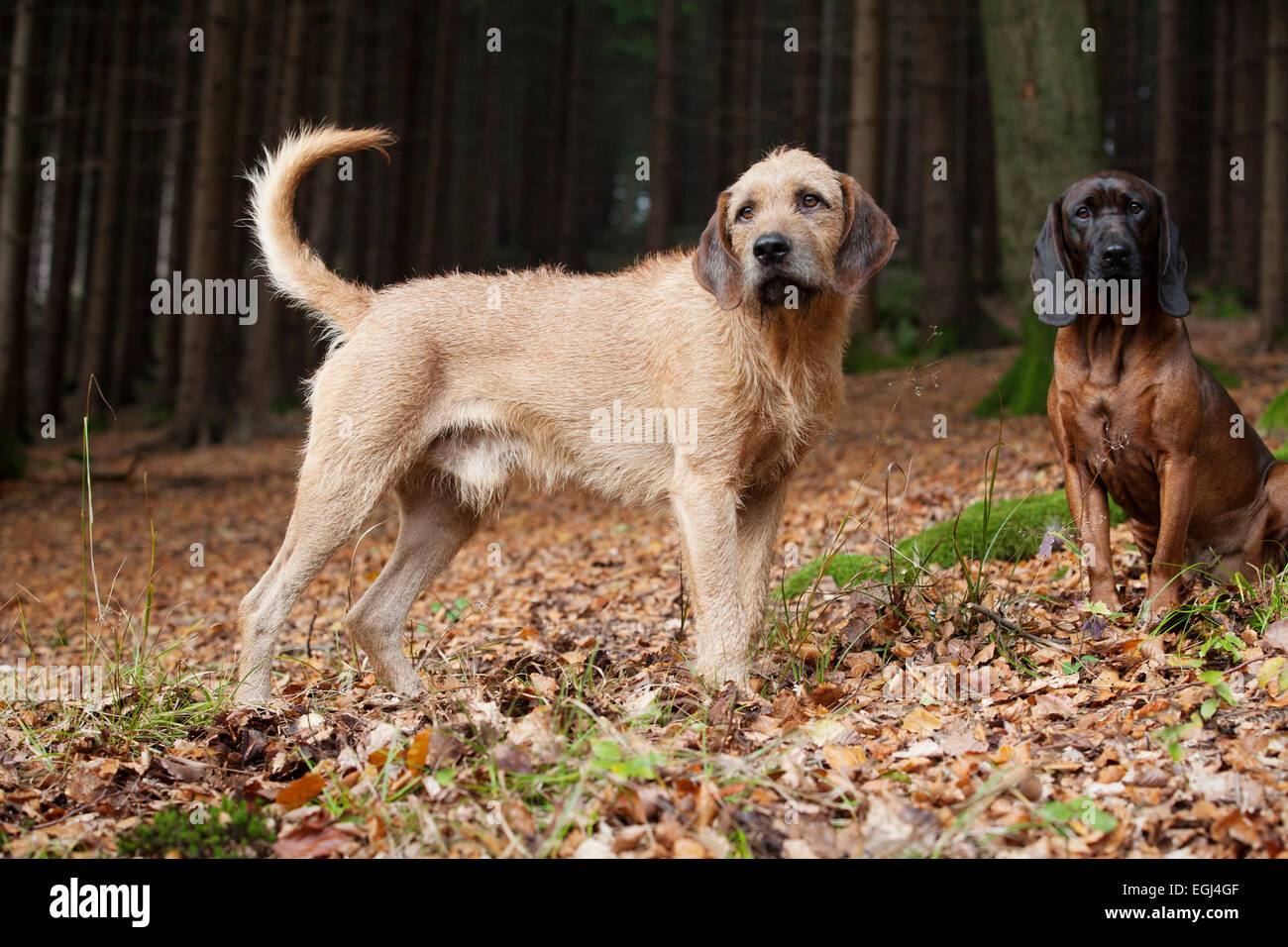 Bavarian mountain hound hi-res stock photography and images - Alamy