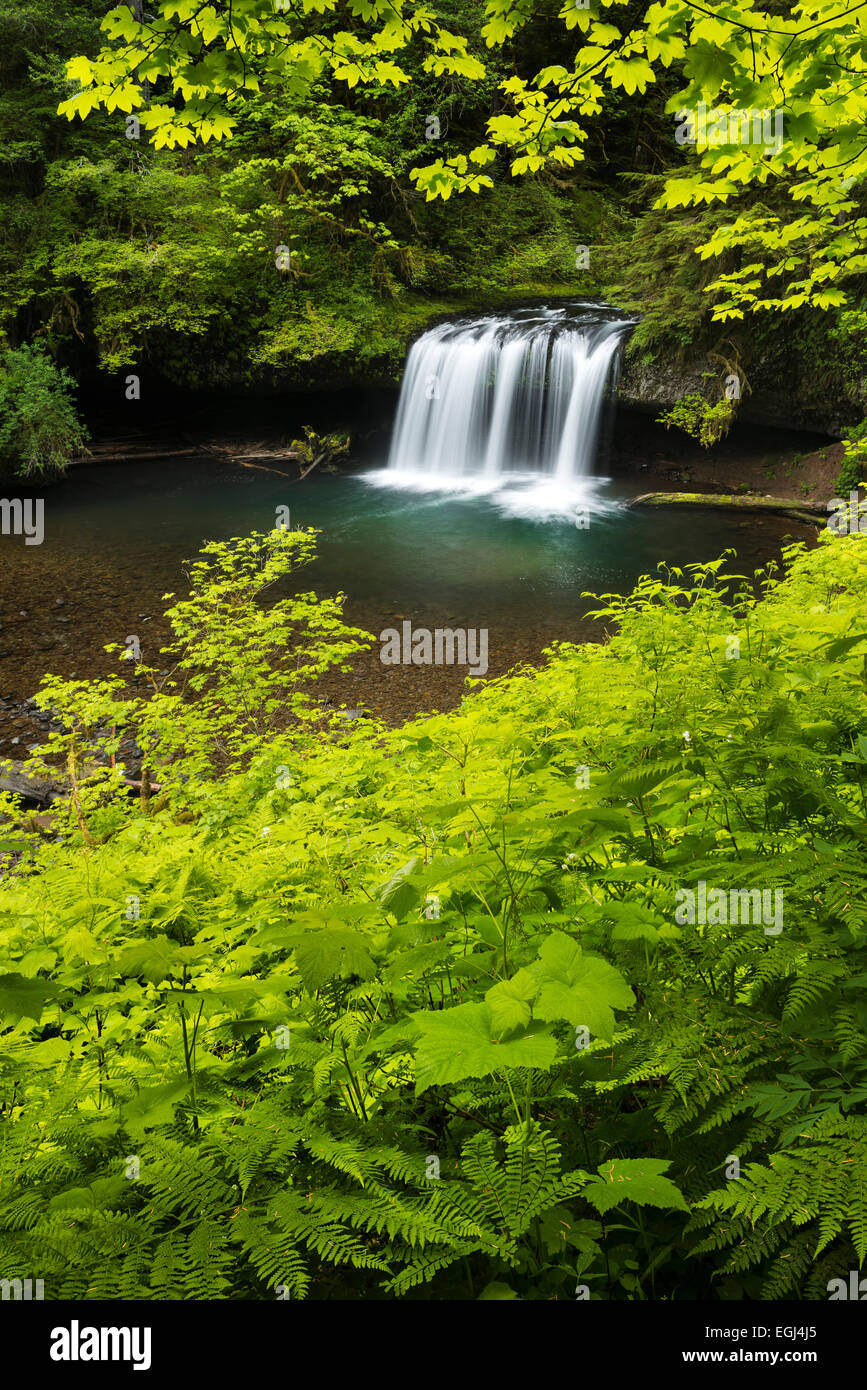 The USA, America, Oregon, Butte Falls, Waterfall, waterfall, green ...