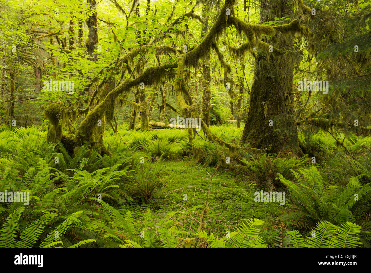 The USA, America, Washington, Olympic national park, Hoh Rainforest ...