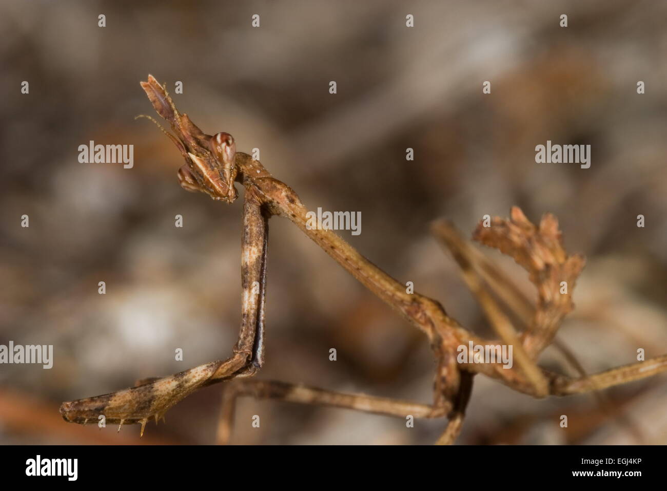 Un insecto de la familia de las mantis, concretamente una Empusa ...