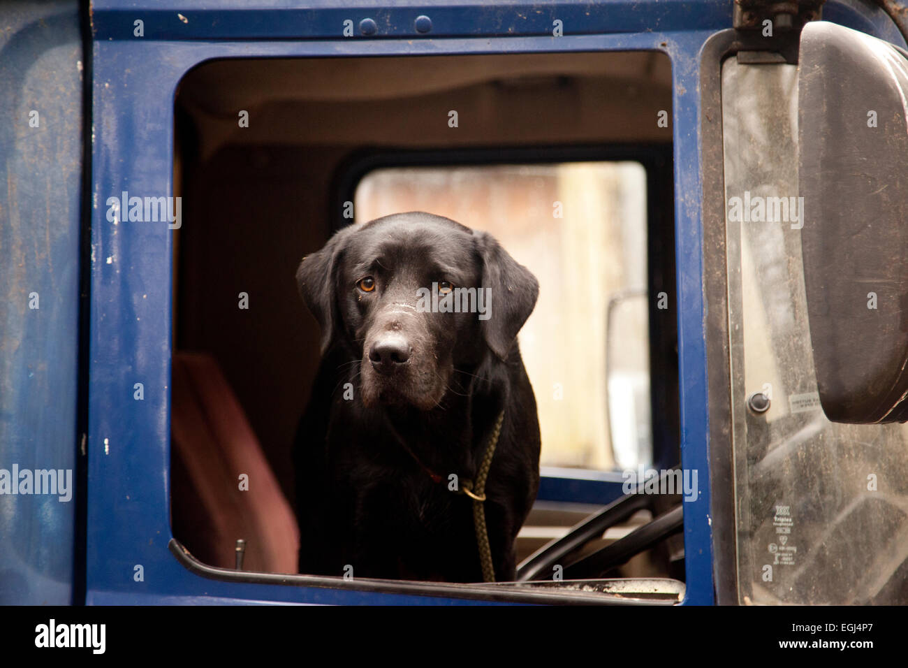 A black Labrador waits in a van for his owners return Stock Photo - Alamy