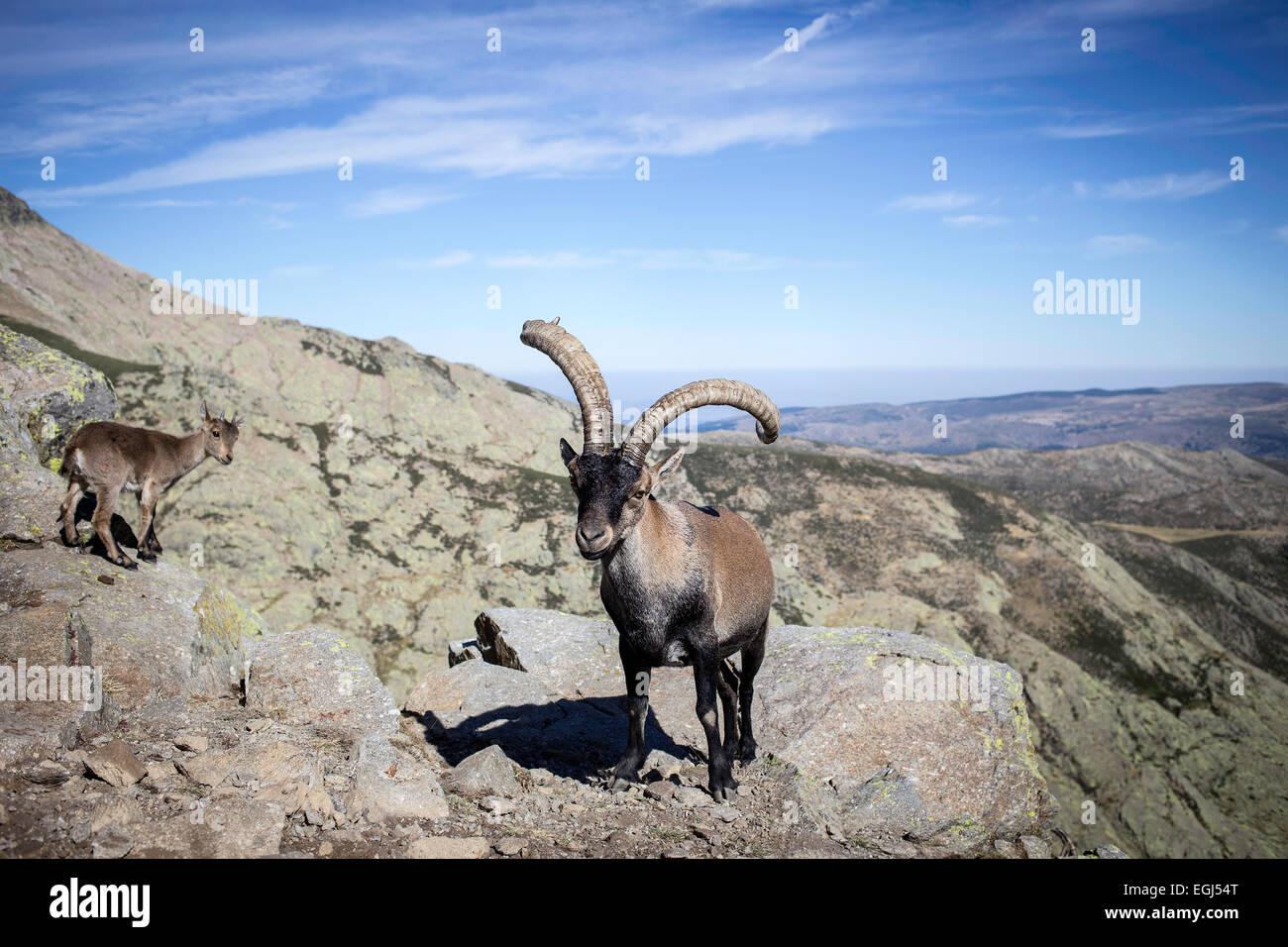Ibex (capra pyrenaica). gredos. spain hi-res stock photography and ...