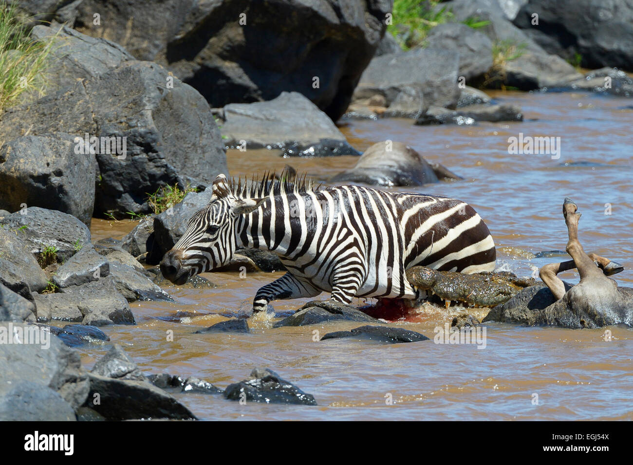 Crocodile Attack Zebra High Resolution Stock Photography and Images - Alamy