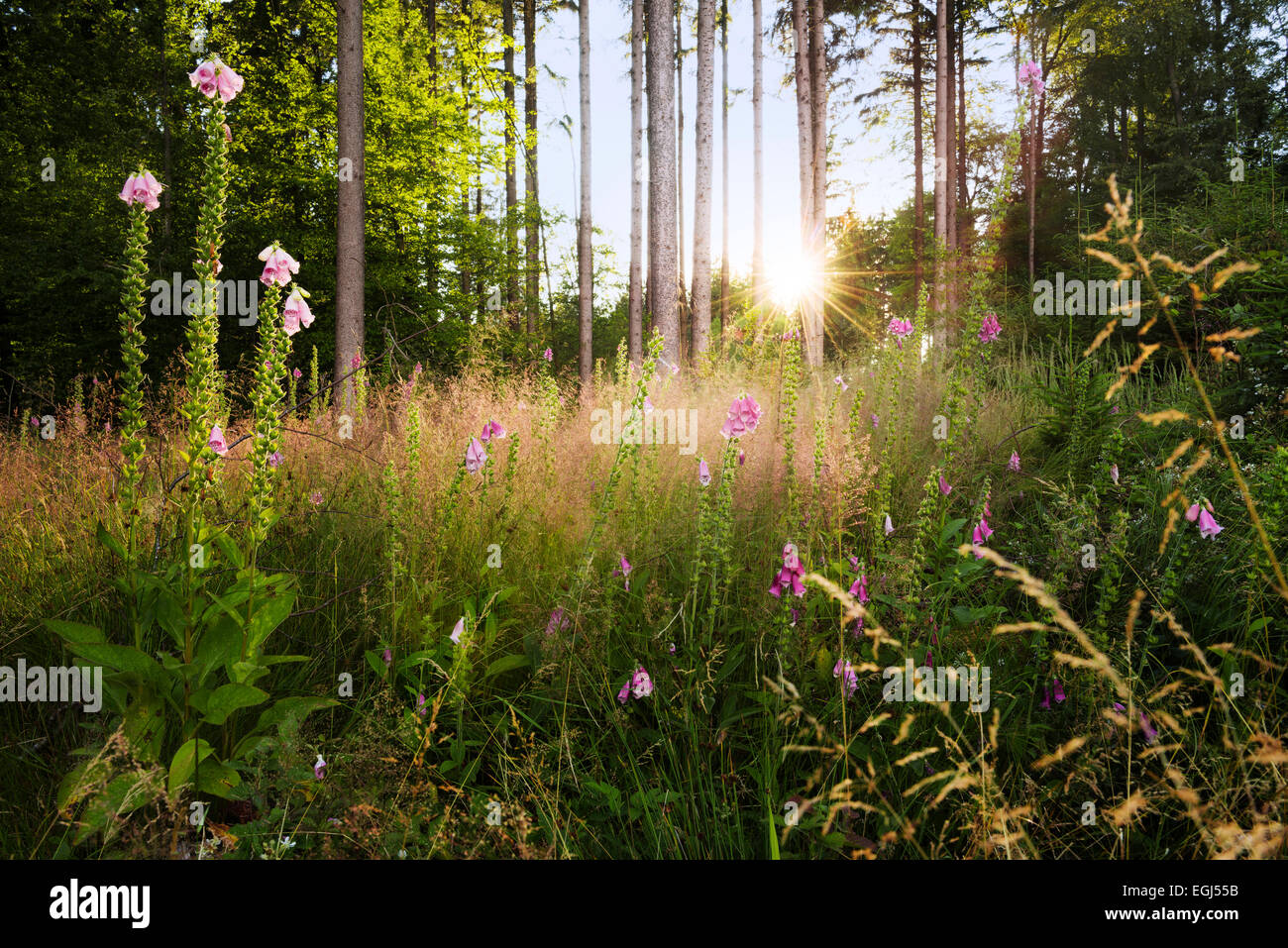 Germany, Bavaria, scenery, wood, meadow, clearing, back light, flowers ...