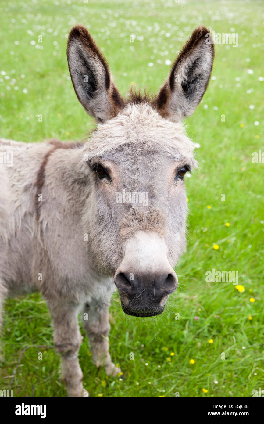 The stubborn donkey hi-res stock photography and images - Alamy