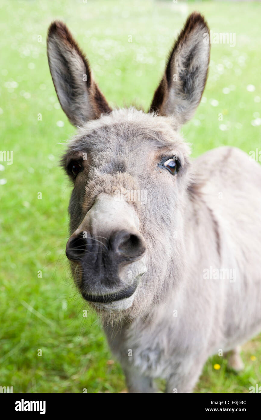 Cheeky donkey hi-res stock photography and images - Alamy