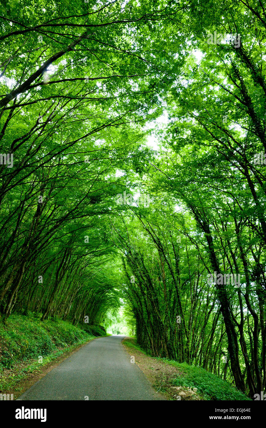 Forest road, deciduous trees Stock Photo - Alamy