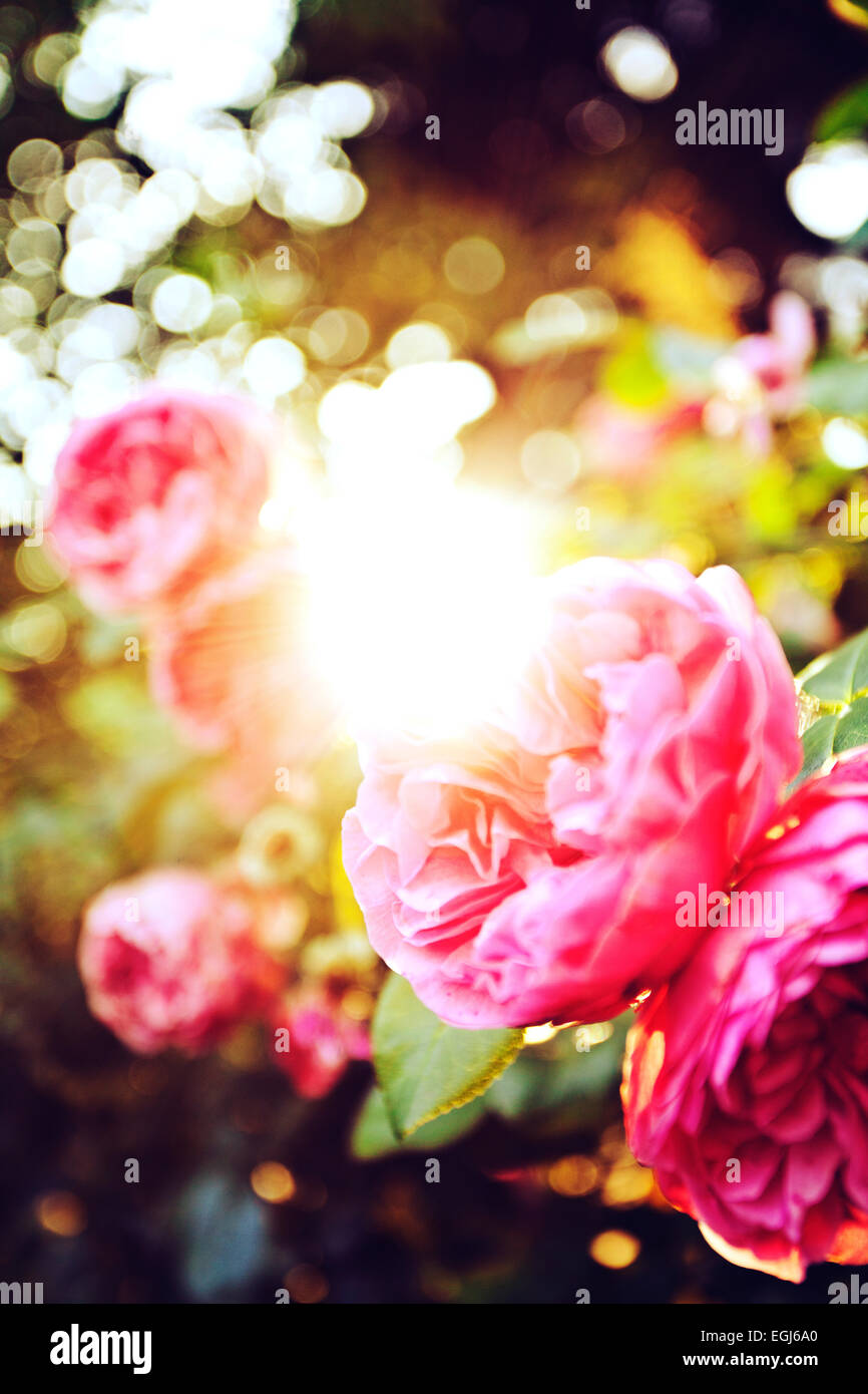Rose blossoms in back light Stock Photo - Alamy