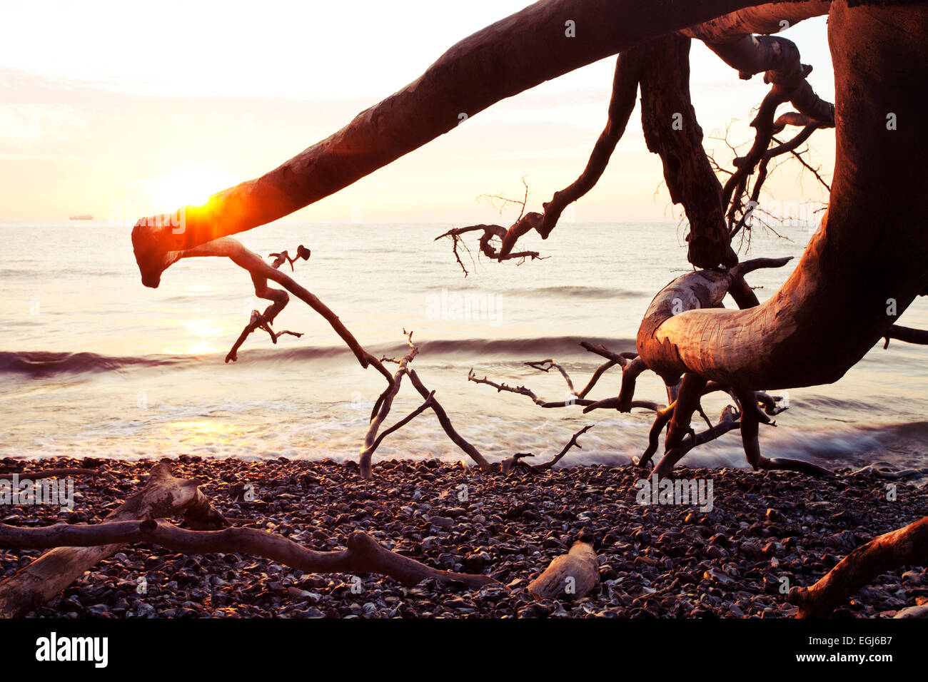 Trunk on the beach, back light Stock Photo - Alamy