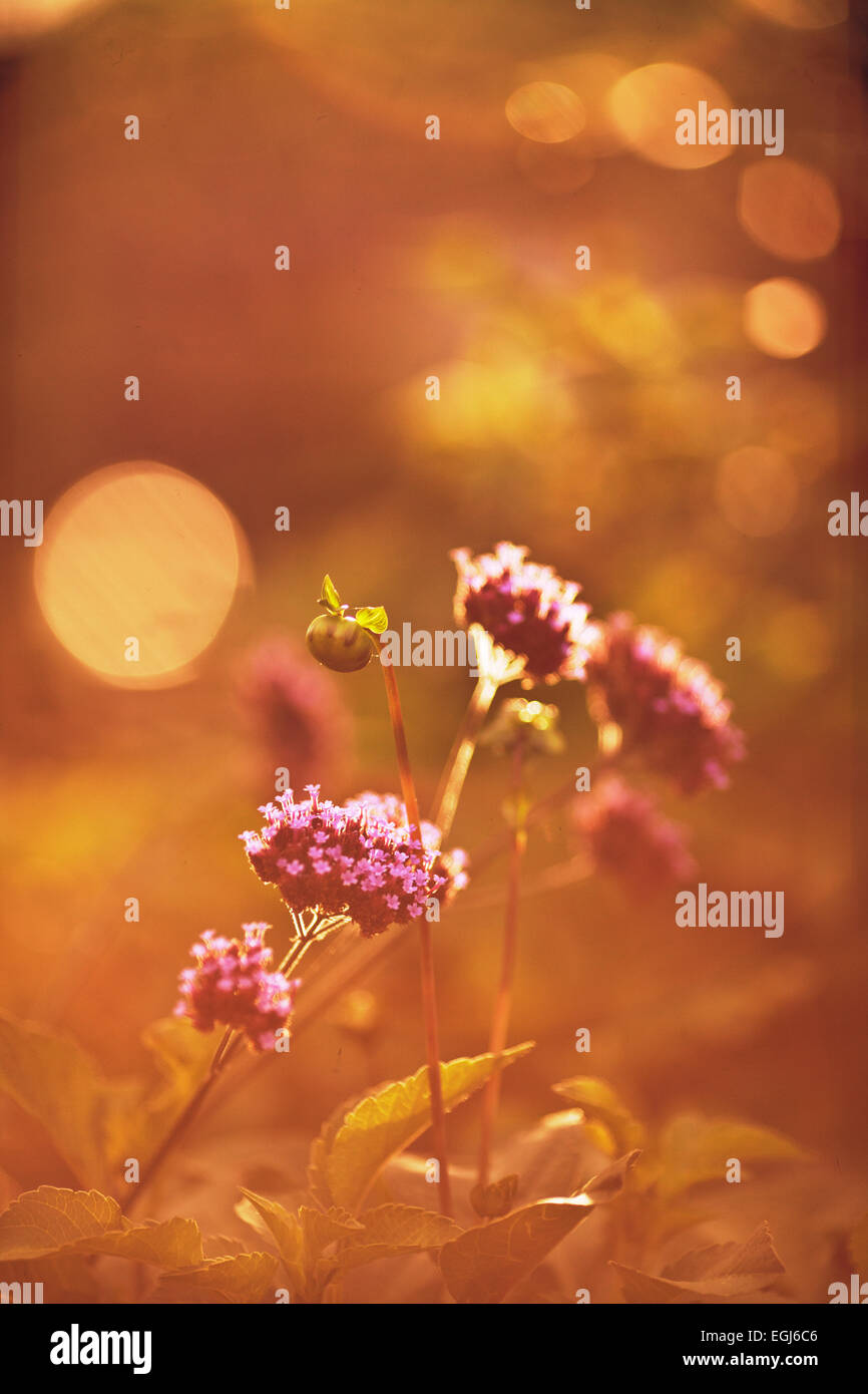 Flowers in the evening light Stock Photo - Alamy