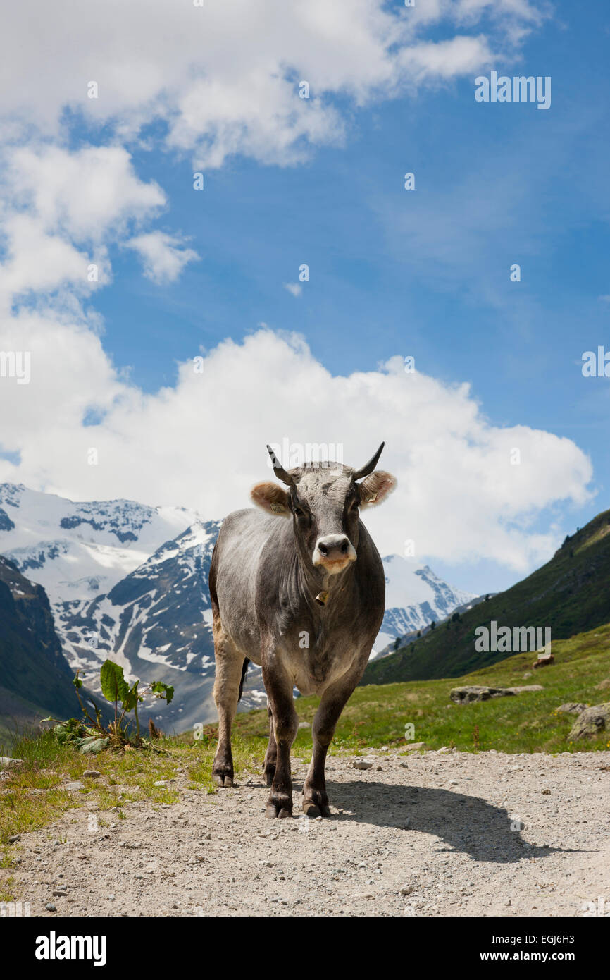 Brown cow, the Alps Stock Photo - Alamy
