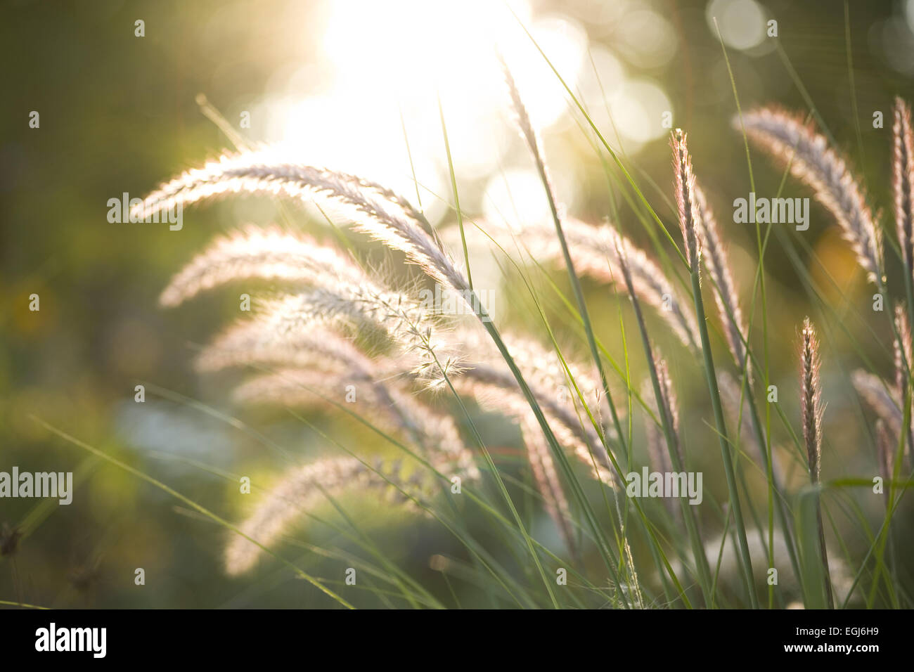 In back light luminous grass Stock Photo - Alamy