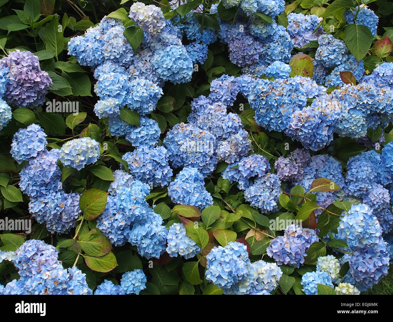 Blue coloured hydrangea hi-res stock photography and images - Alamy