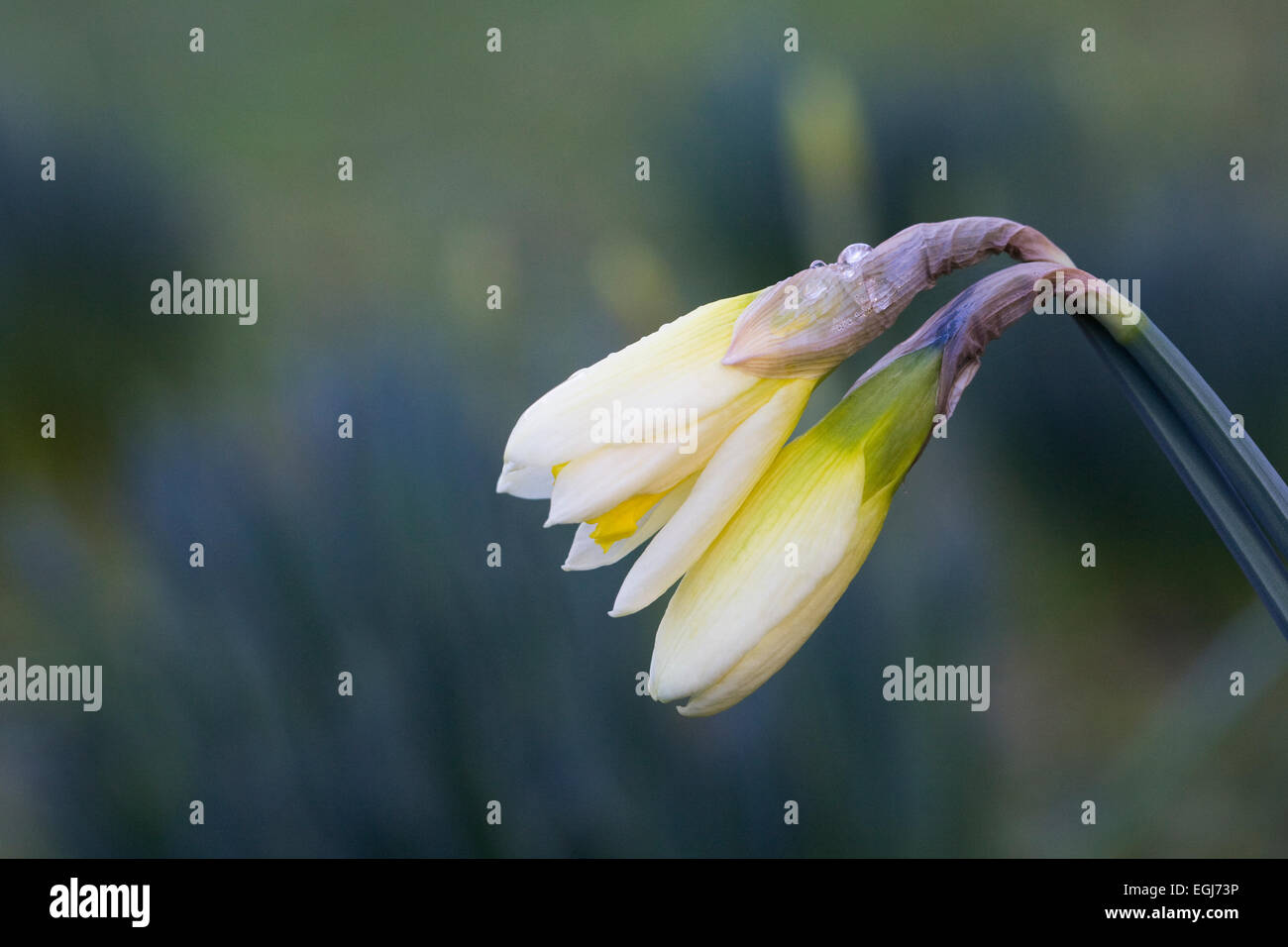 Emerging daffodil flowers Stock Photo - Alamy