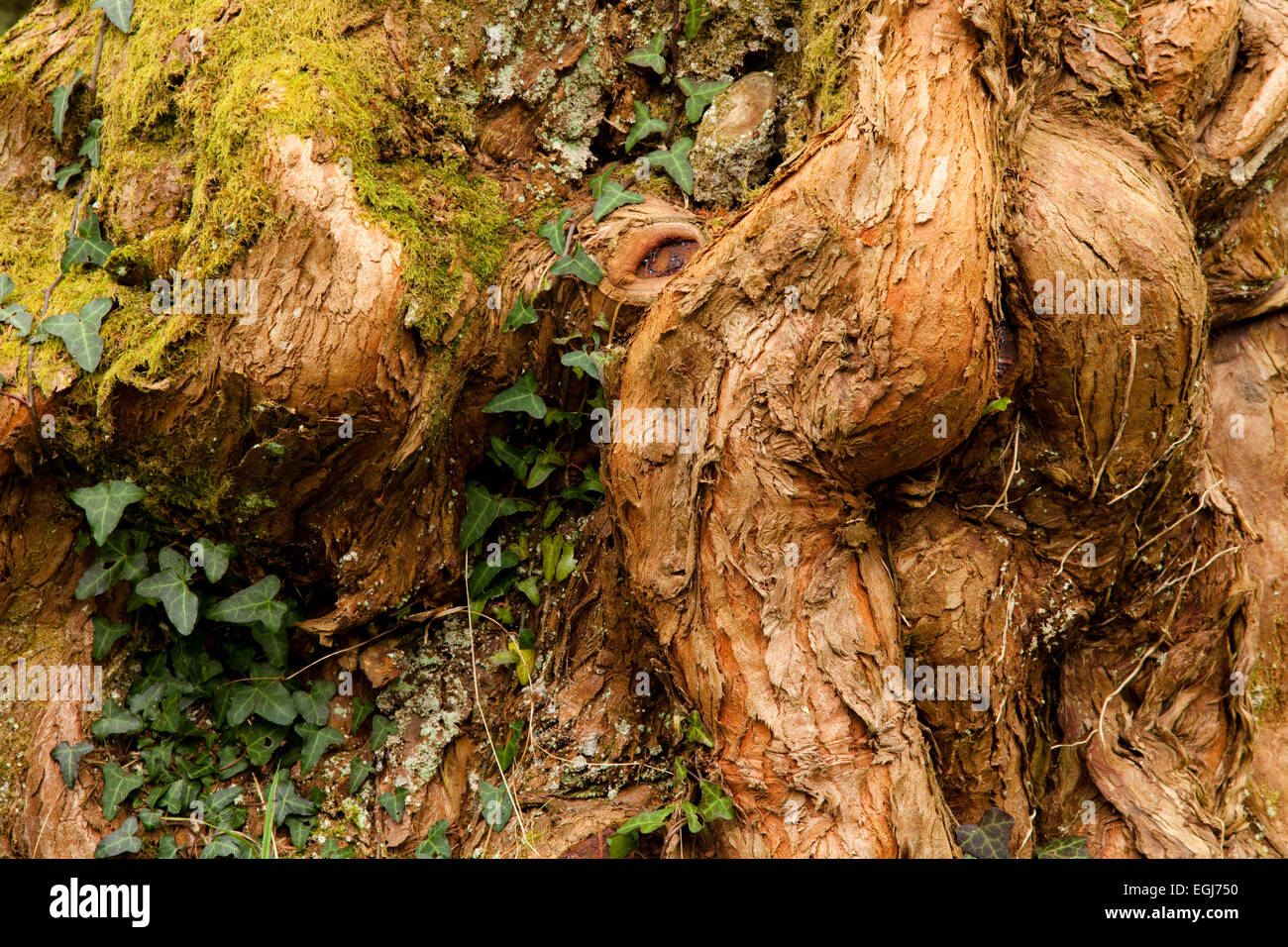 Tree growth Stock Photo - Alamy