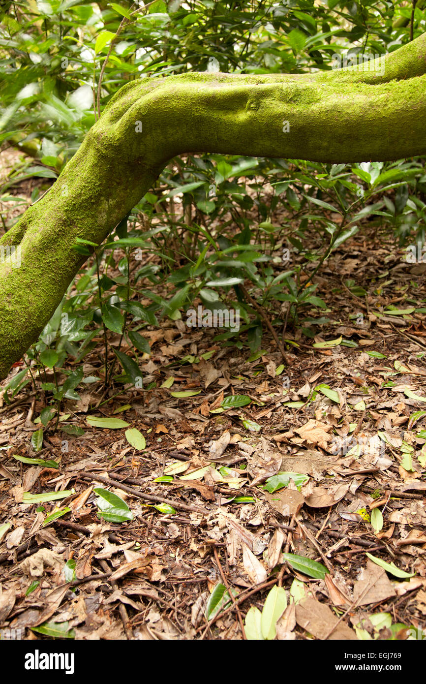 Rhododendron wood hi-res stock photography and images - Alamy