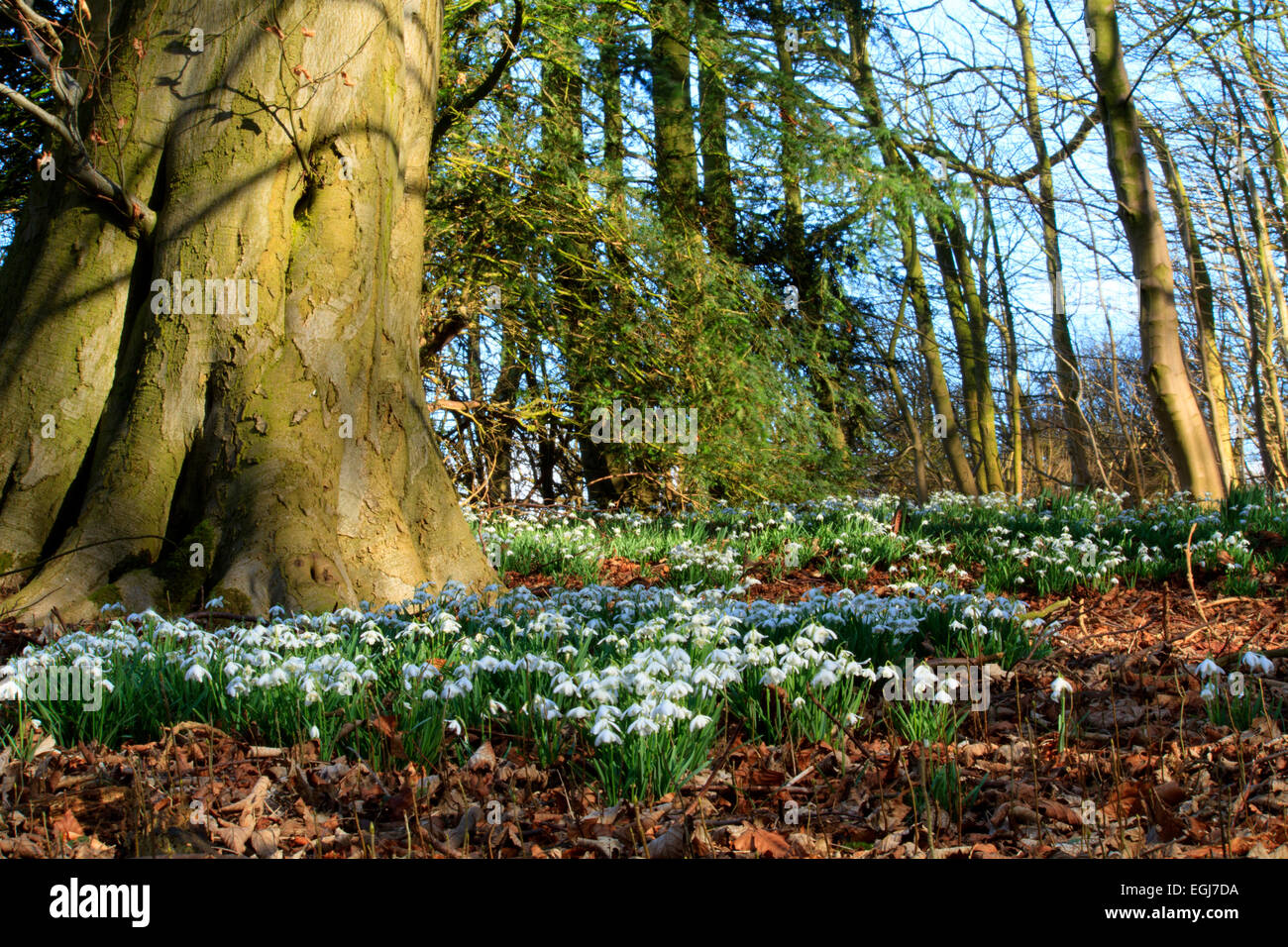 Snowdrops Galanthus nivalis in English woodlands Stock Photo - Alamy