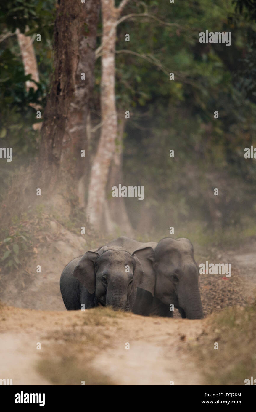 Asian or Asiatic Elephant (Elephas maximus) in the grasslands of ...