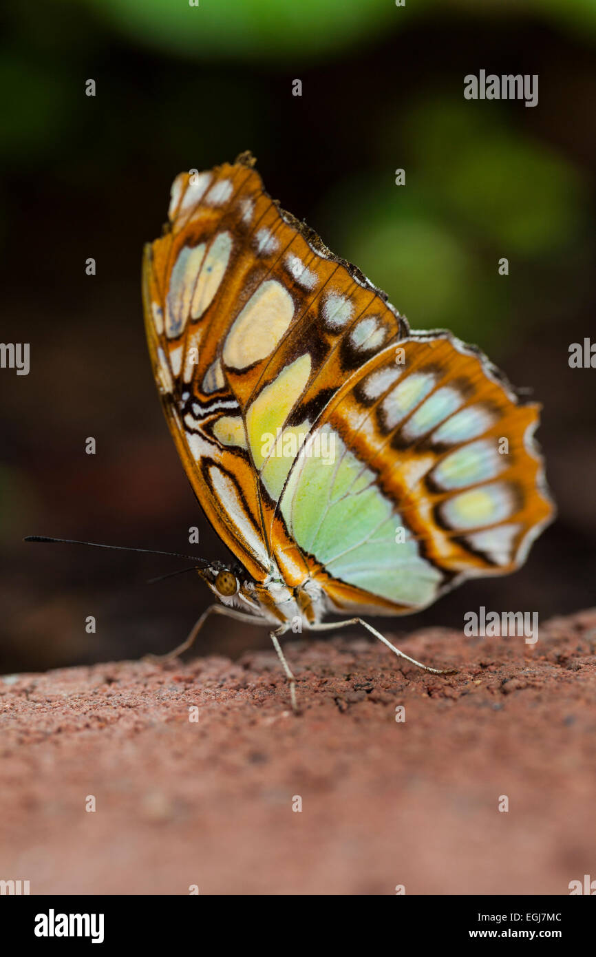 Siproeta stelenes Malachite Nymphalidae Nymphalinae butterfly stone ...