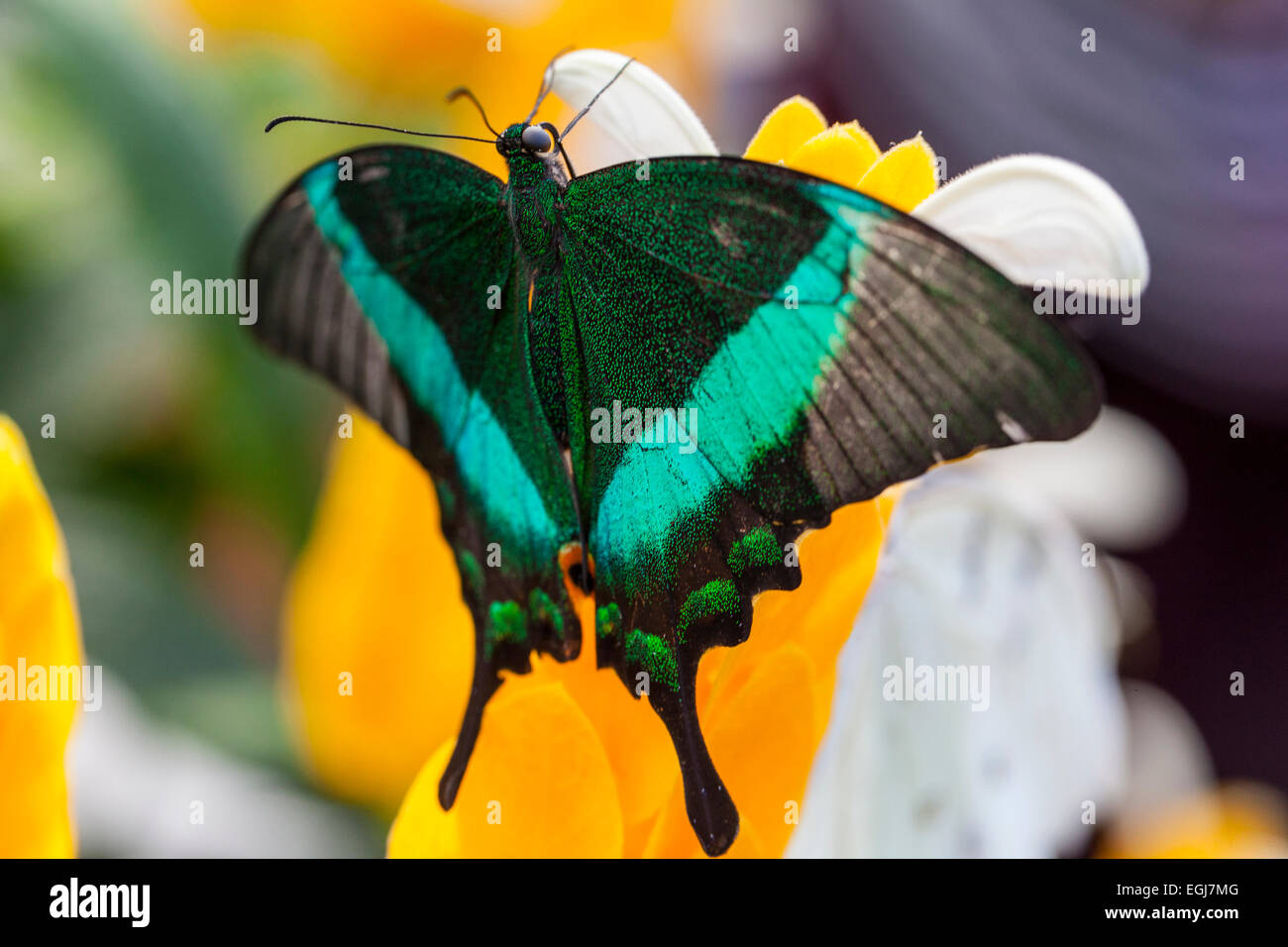 Banded Peacock Papilionidae Papilioninae butterfly botanical gardens ...