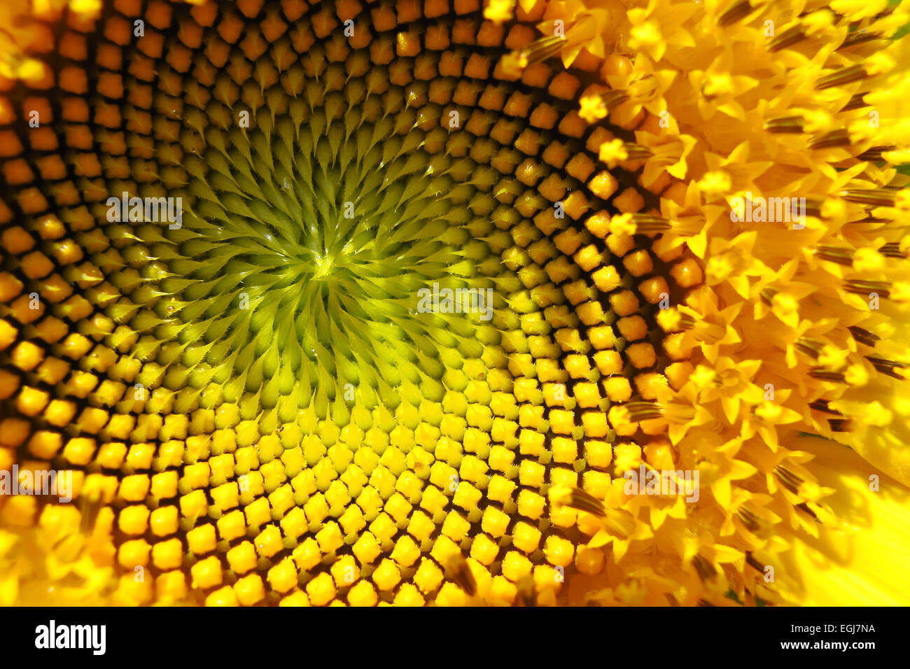 Yellow Pollen of Sunflower Helianthus Annuus - Phetchaburi, Thailand ...