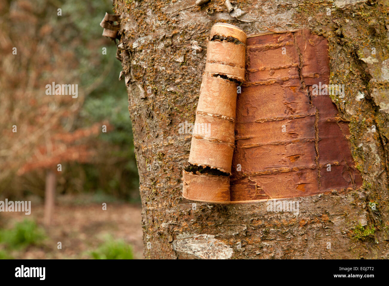 Peeled tree bark Stock Photo - Alamy