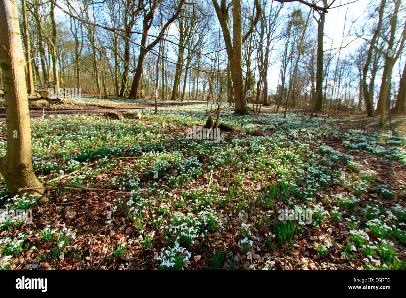 Snowdrops Galanthus nivalis in English woodlands Stock Photo - Alamy