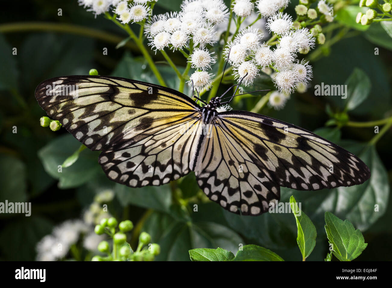 Rice Paper Idea leuconoe Leuconoé Nymphalidae Danainae butterfly white ...