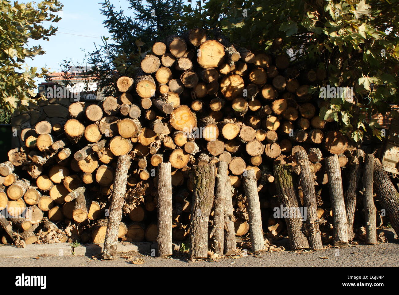 Pile of tree stumps hi-res stock photography and images - Alamy