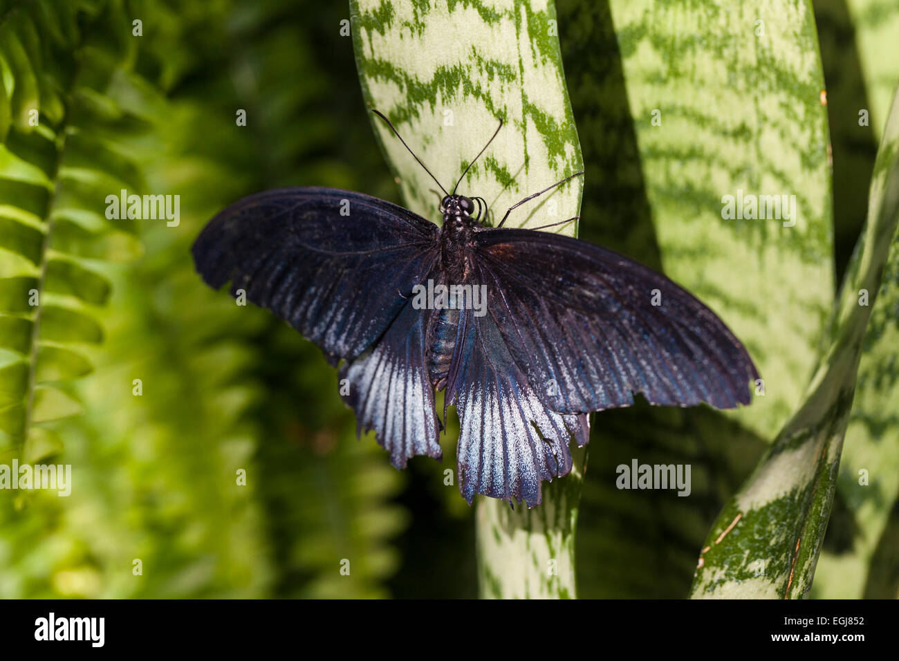 Lowi Swallowtail Papilio memnon Great Mormon butterfly different morph ...