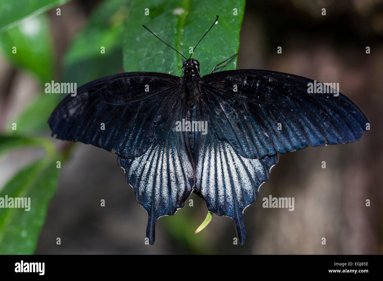 Blue mormon swallowtail butterfly hi-res stock photography and images ...