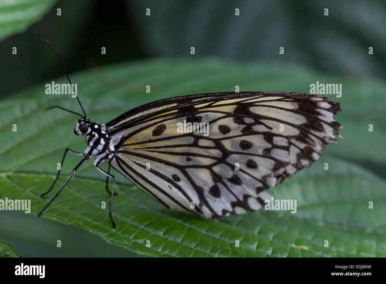 Rice Paper butterfly Stock Photo - Alamy