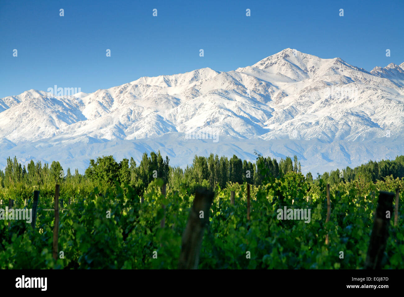 Snow-covered Andes Mountains and vineyards, near Tupungato, Mendoza ...