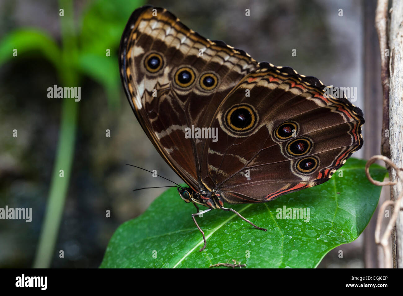 Blue Banded Morpho Morpho achilles Nymphalidae Morphinae Achilles Blue Morpho butterflu brown ...