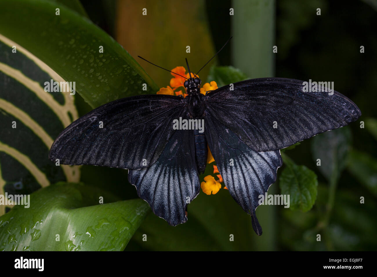 Blue mormon swallowtail butterfly hi-res stock photography and images ...