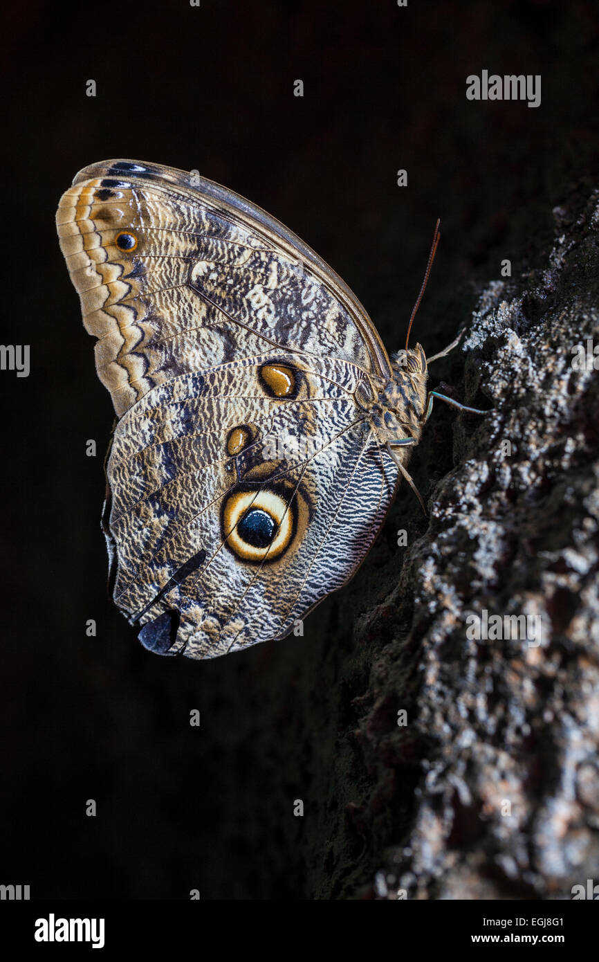 Caligo eurilochus Forest Mort Blue Owl Butterfly Nymphalidae ...