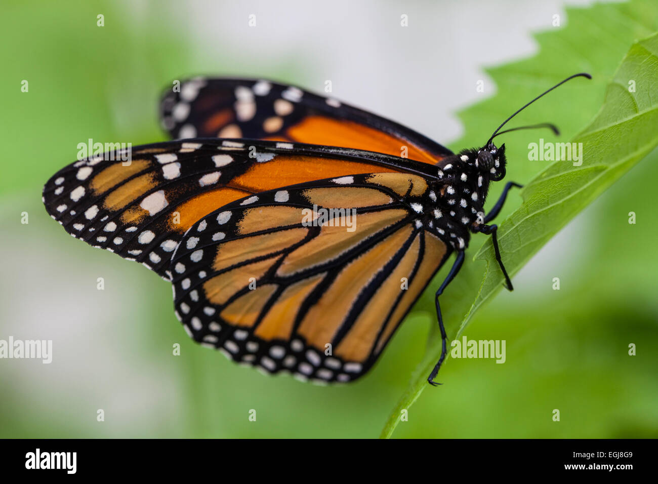 Danaus plexippus Monarch Nymphalidae Danainae butterfly orange black ...