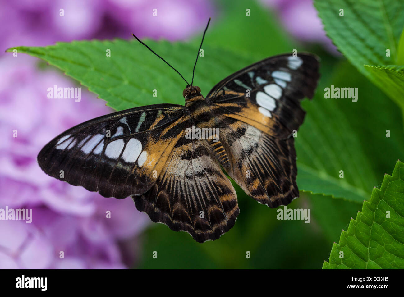 Clipper butterfly hi-res stock photography and images - Alamy