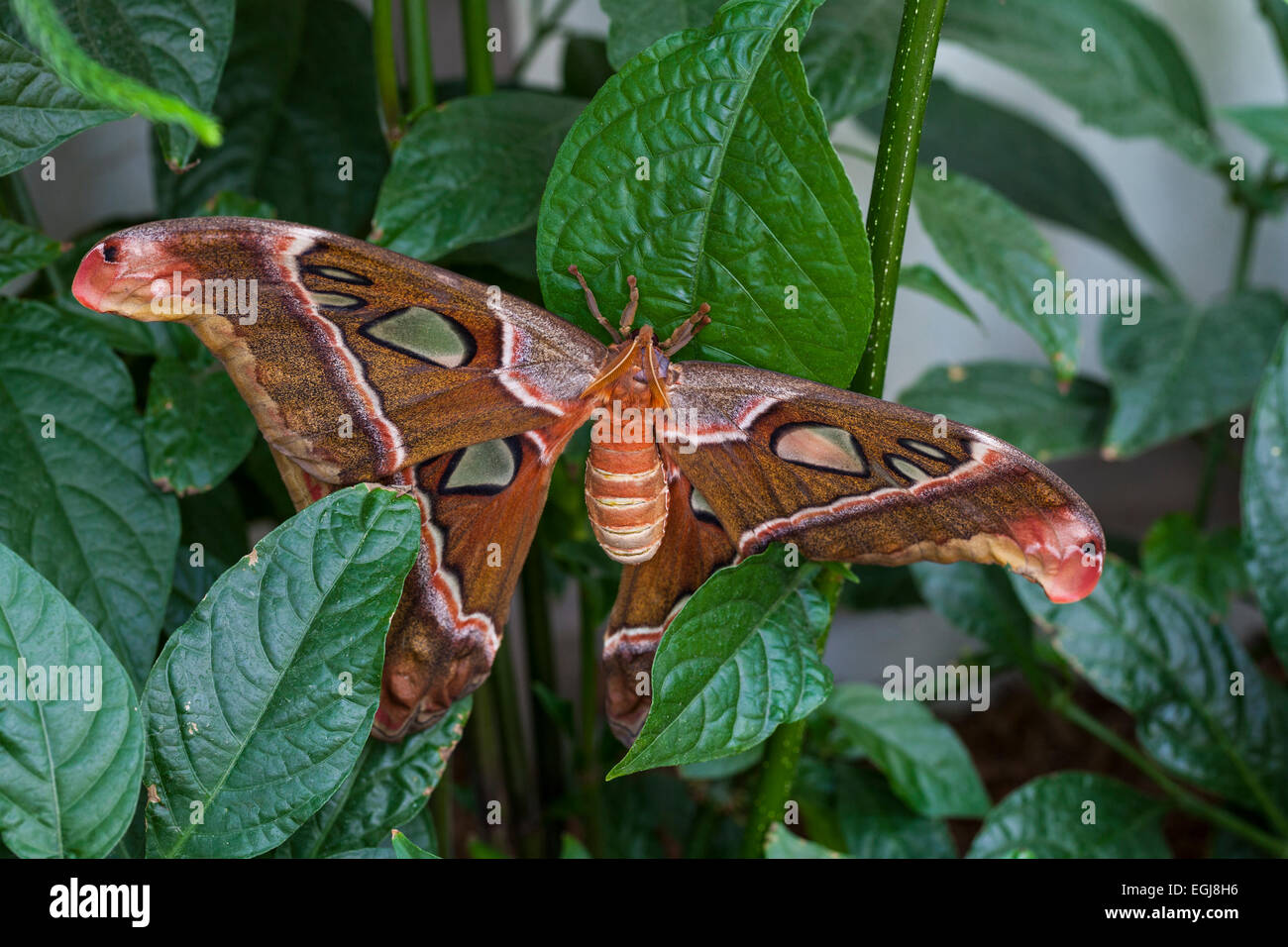 Large atlas moth hi-res stock photography and images - Alamy